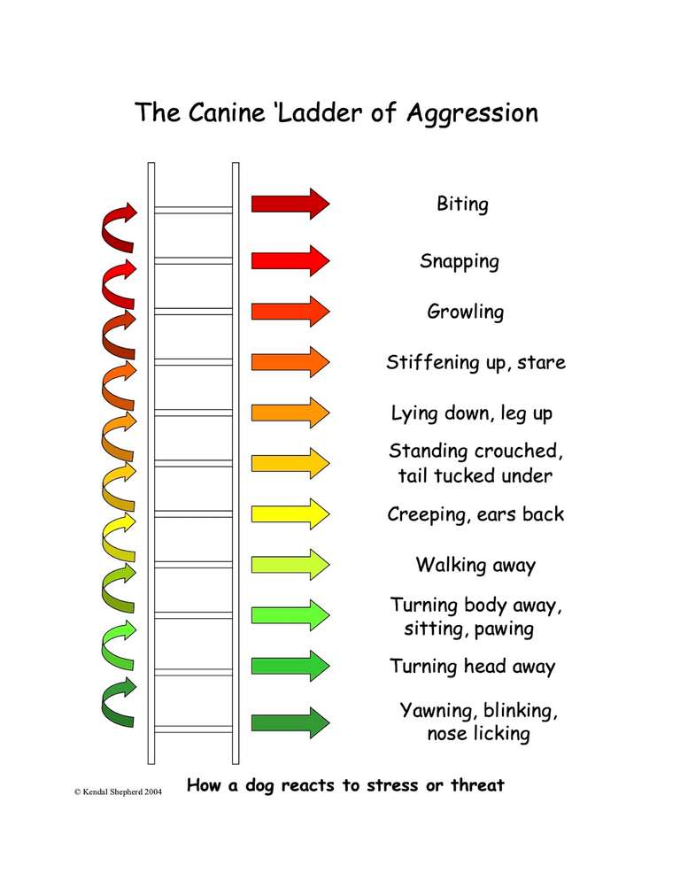 「前面有一隻超可愛的狗勾」百萬觀看迷因解析 | 電子報 EP.13 - 汪事屋 woof&goods