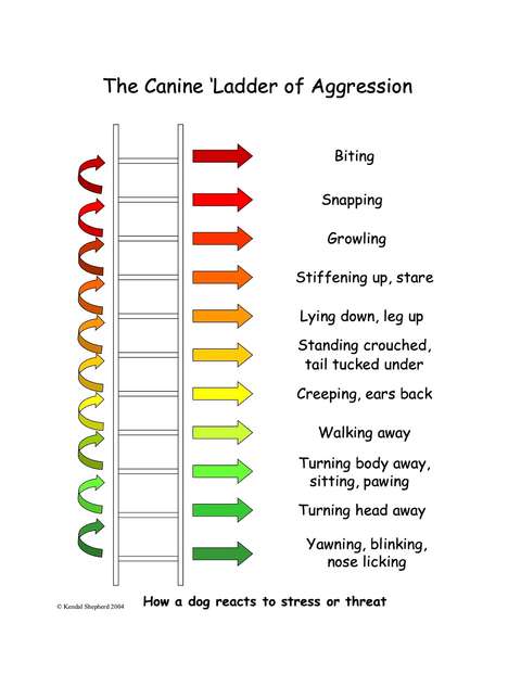 「前面有一隻超可愛的狗勾」百萬觀看迷因解析 | 電子報 EP.13 - 汪事屋 woof&goods
